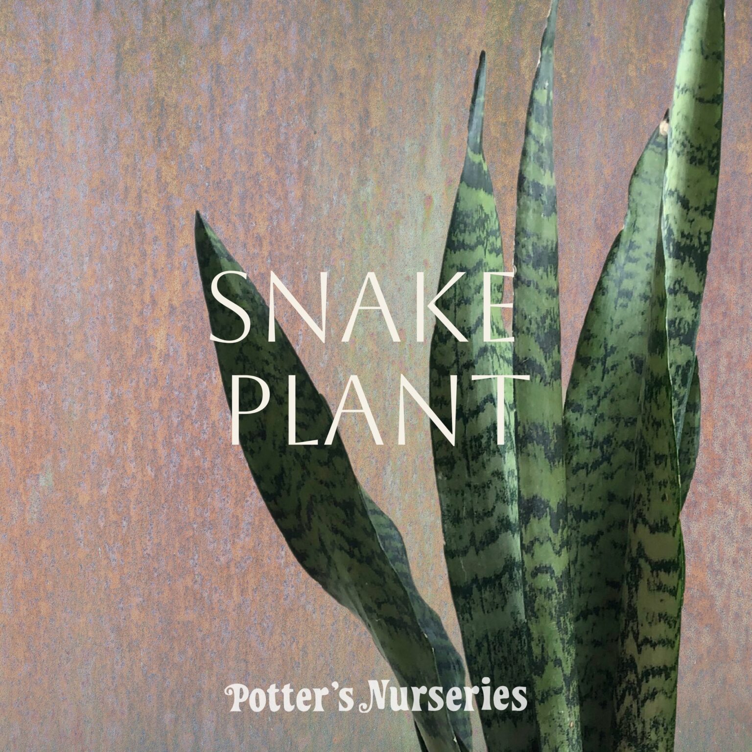 INDOOR GARDENING – Potter’s Nurseries