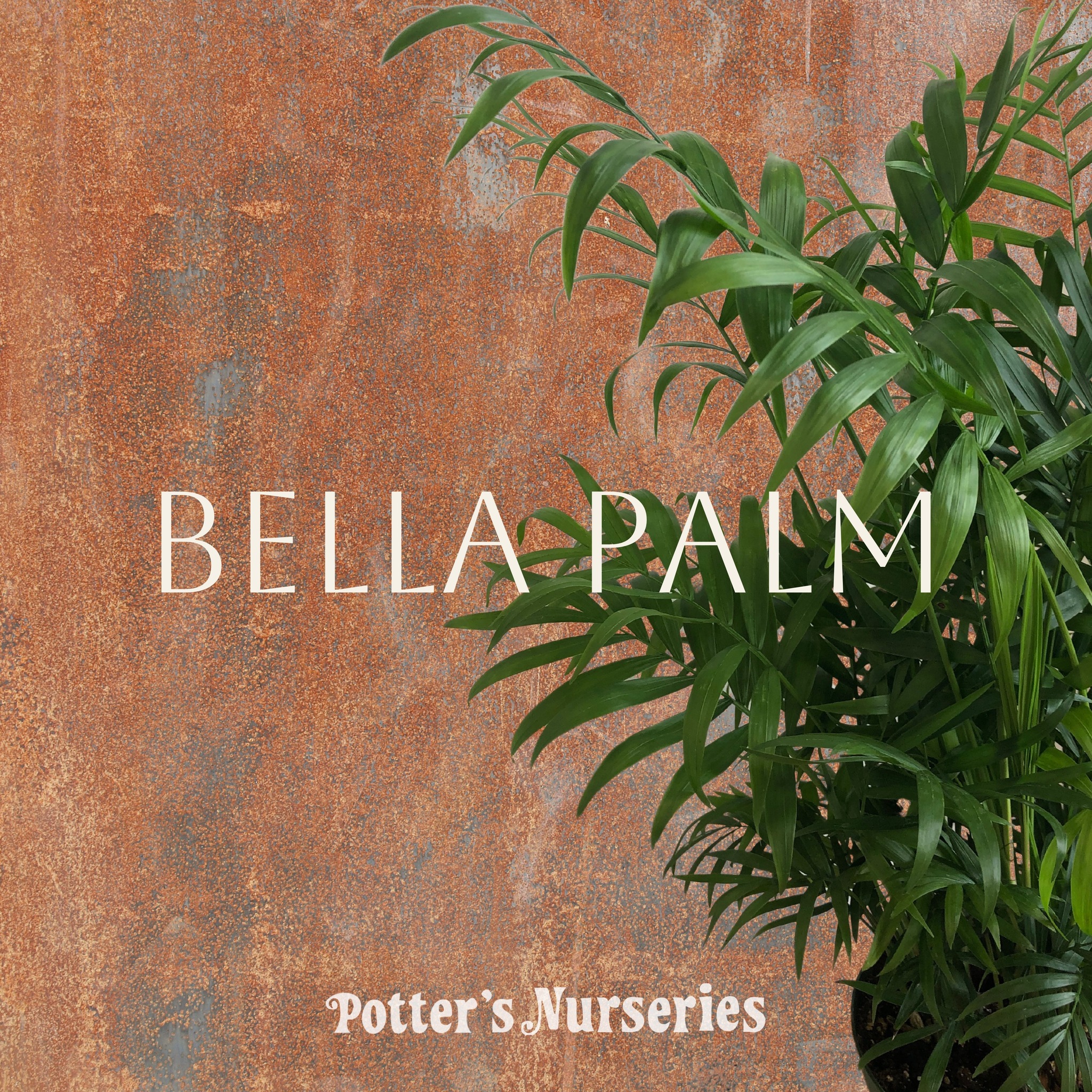 INDOOR GARDENING – Potter’s Nurseries