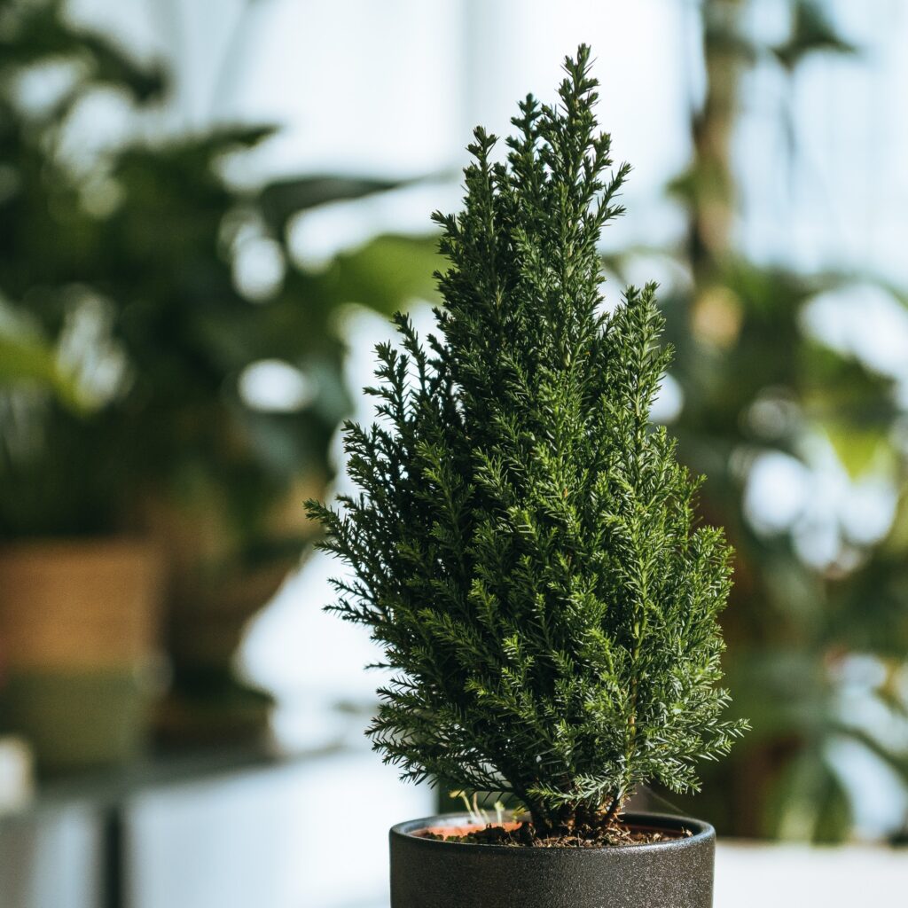 INDOOR GARDENING – Potter’s Nurseries