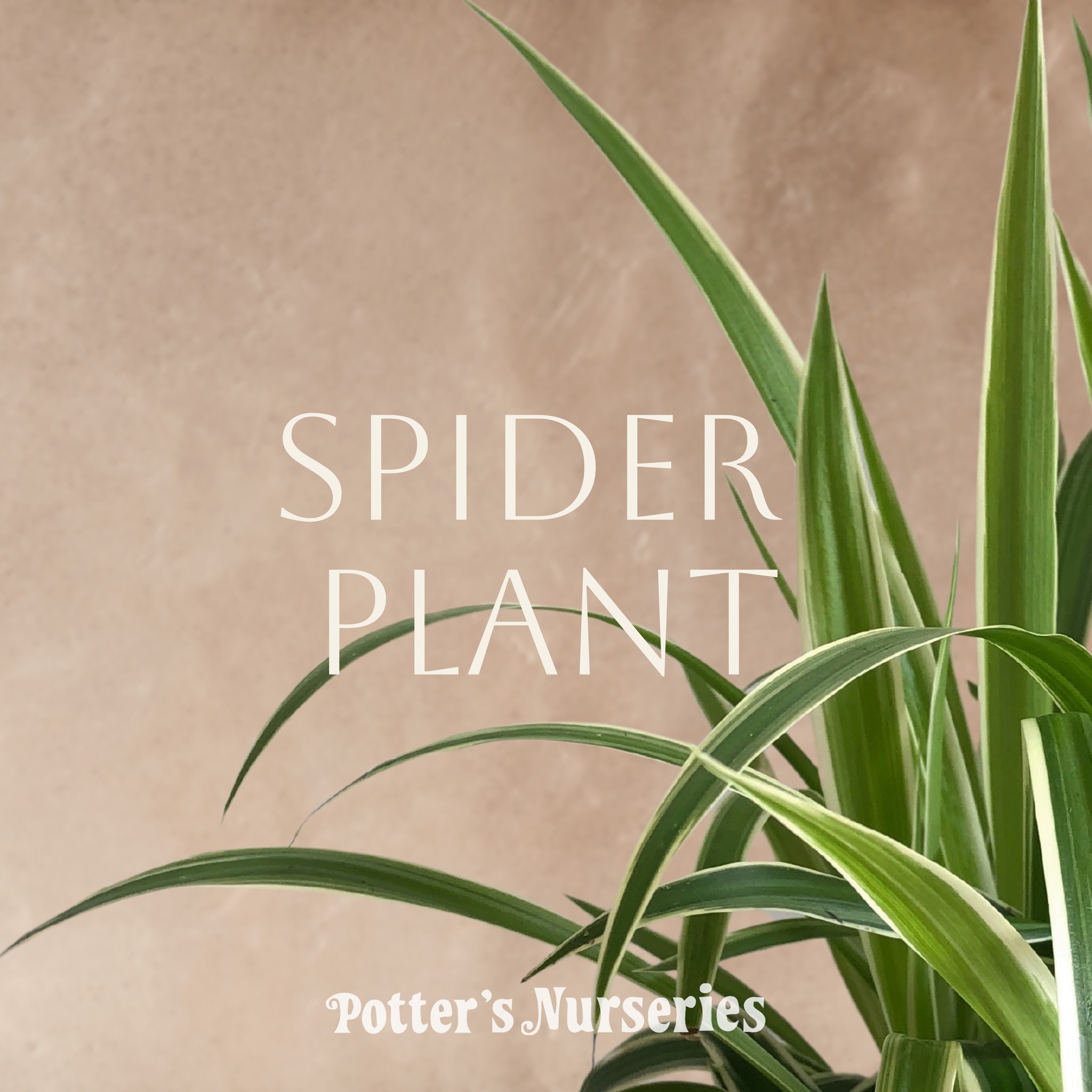 INDOOR GARDENING – Potter’s Nurseries