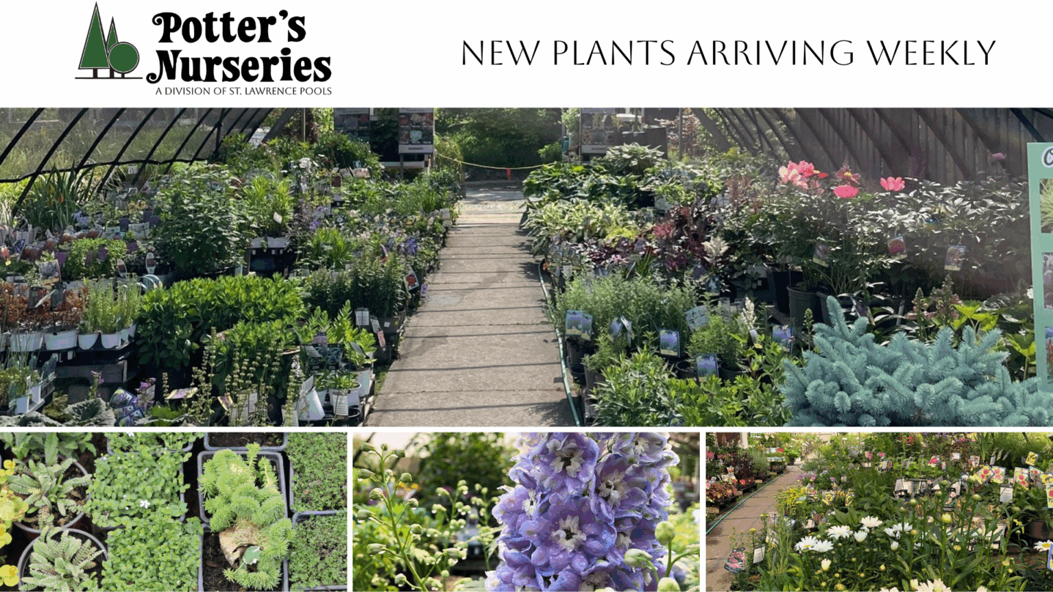 POTTERS NURSERIES – Potter’s Nurseries